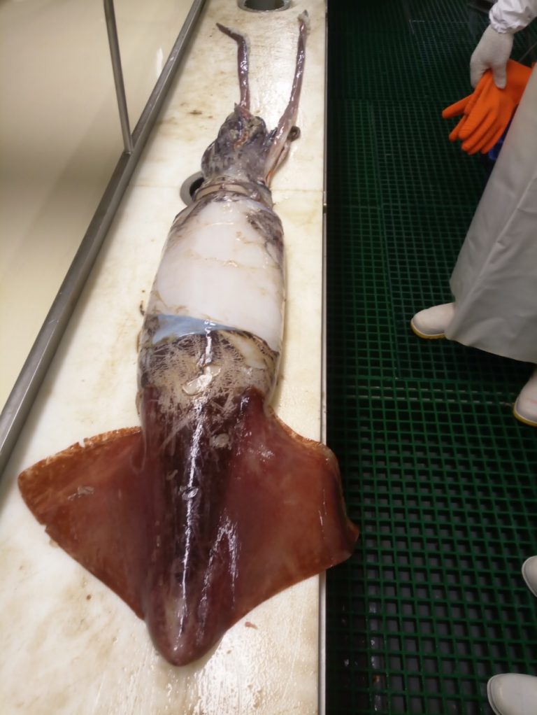 Rare Red Squid - SNZ Deepwater Council