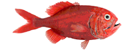 Orange Roughy - SNZ Deepwater Council