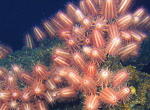 Benthic - SNZ Deepwater Council